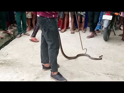 Ghar ke ander nikal Kobra Sap #kobra #sap #rescue team - YouTube