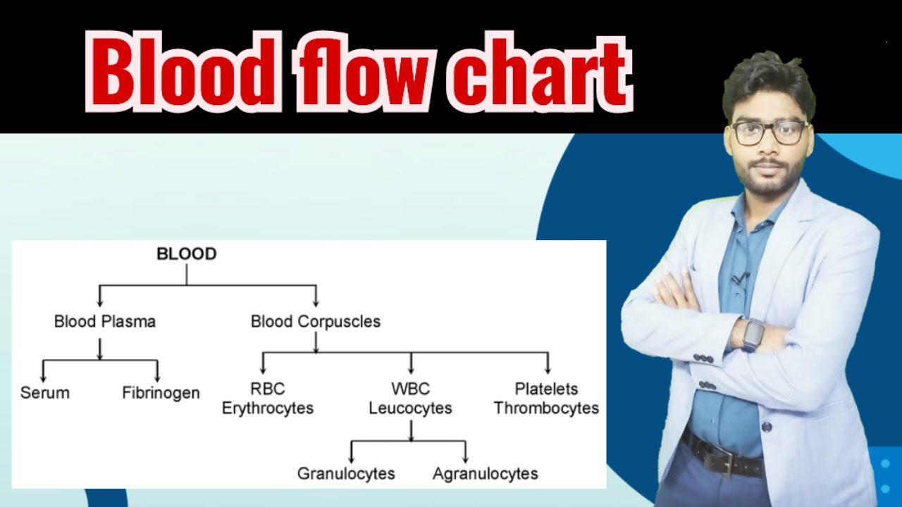 BLOOD | BODY FLUIDS AND CIRCULATION CLASS 11 | NEET2024 | BLOOD FLOW ...
