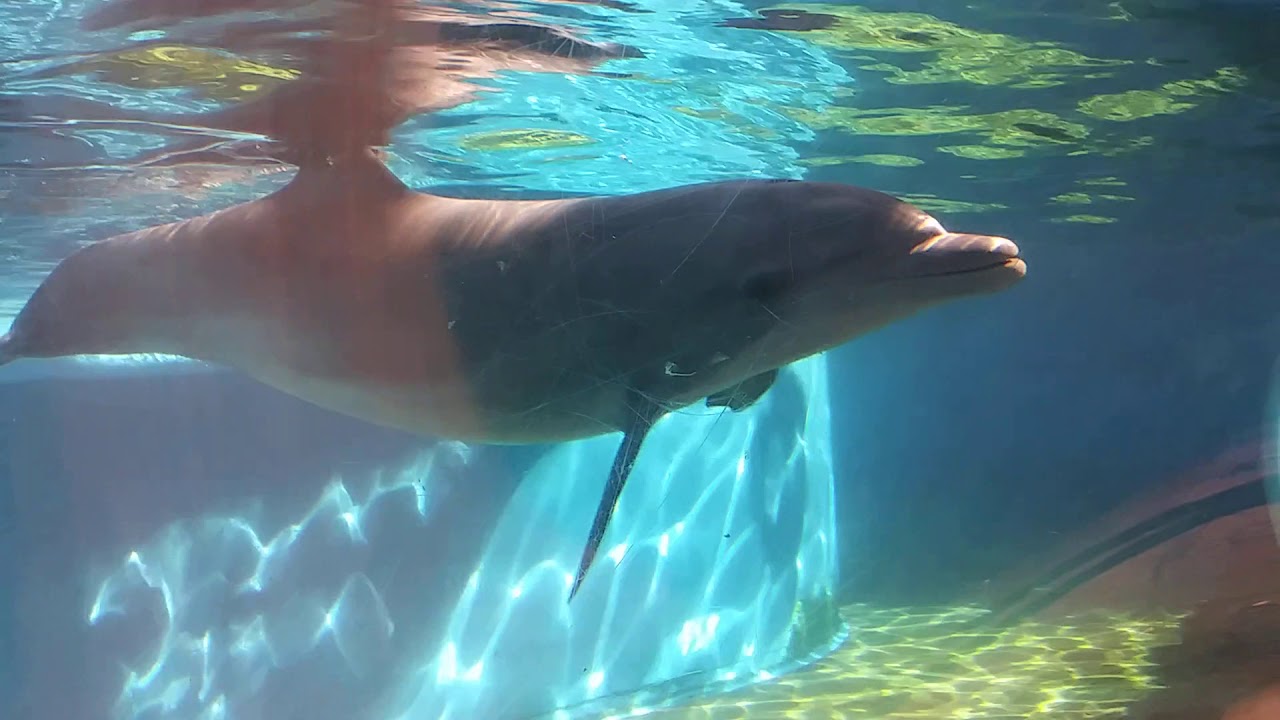 I'm at Disney World look at these pretty dolphins everyone - YouTube