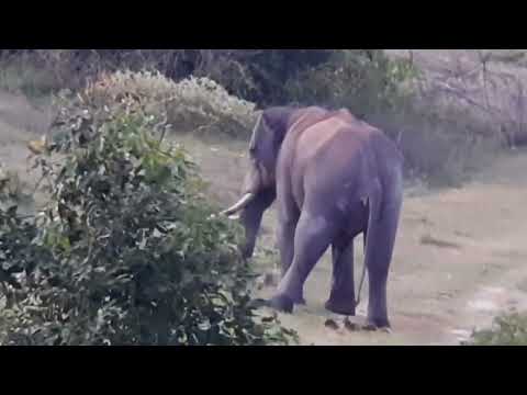 elephant pooping compilation #3 - YouTube