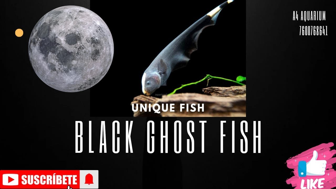 Black Ghost👻 Knife Fish | A4 Aquarium | About Black Ghost fish . - YouTube