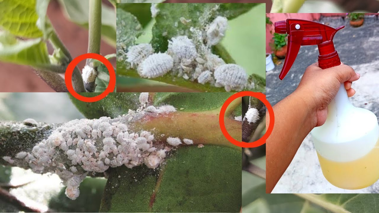 simple secret solution of mealybugs treatment, Hibiscus plants care ...