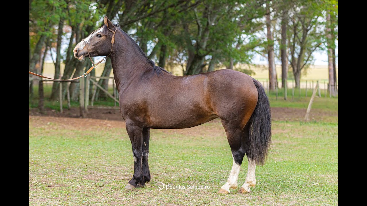 VAQUERA 282 DO INHANDUVÁ - YouTube