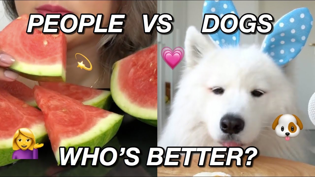 people vs. dogs: who's better at asmr? - YouTube