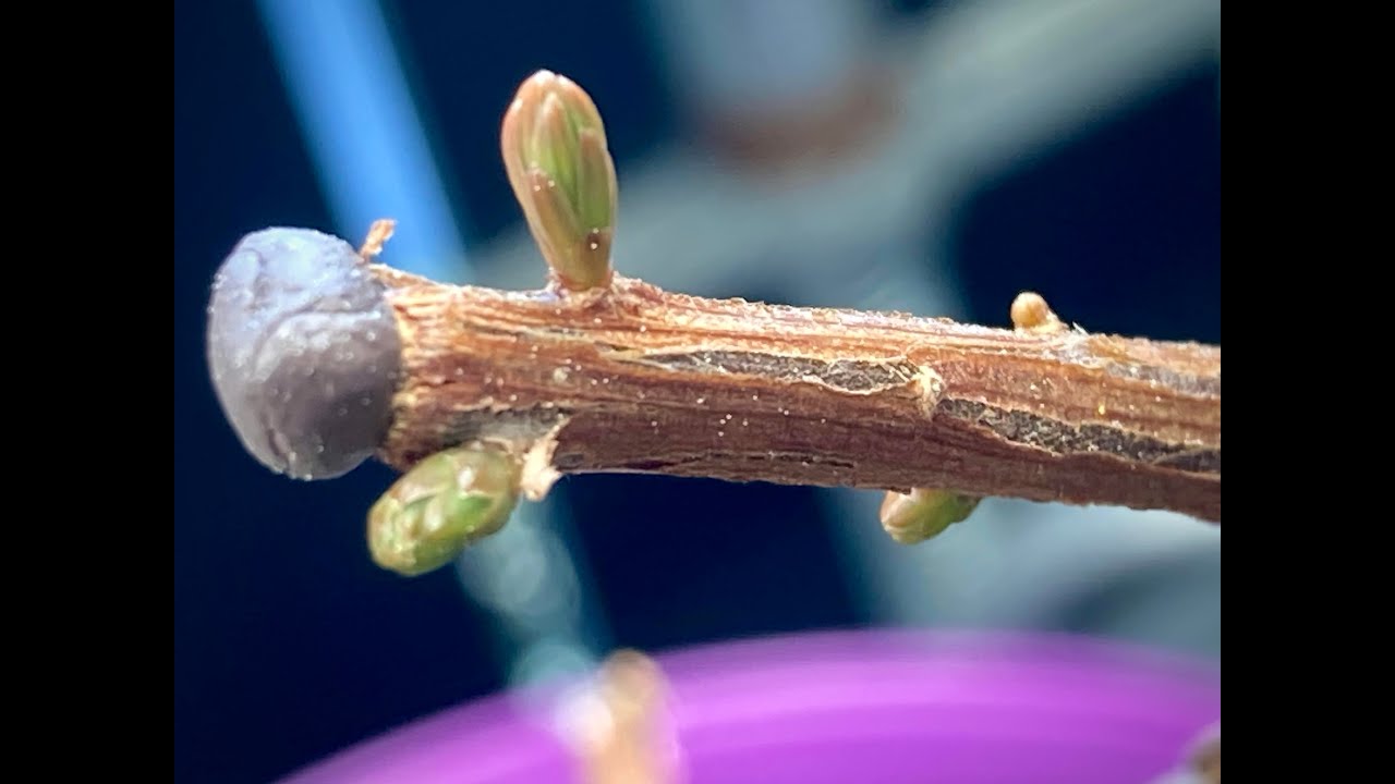 Patricia O'Connor, The Bonsai Balcony: We are seeing green buds. - YouTube