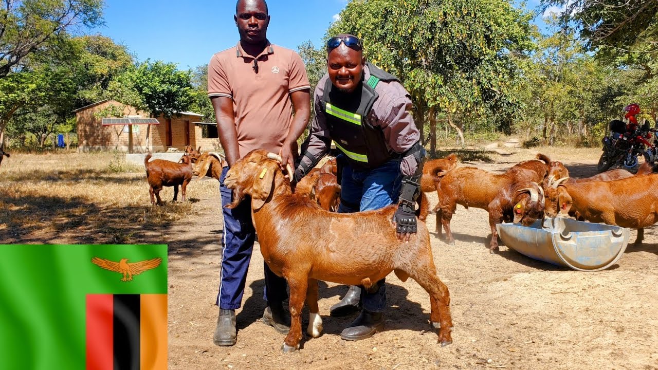 GOAT FARMING (BREEDING) IN ZAMBIA | He has the best pure boer and ...