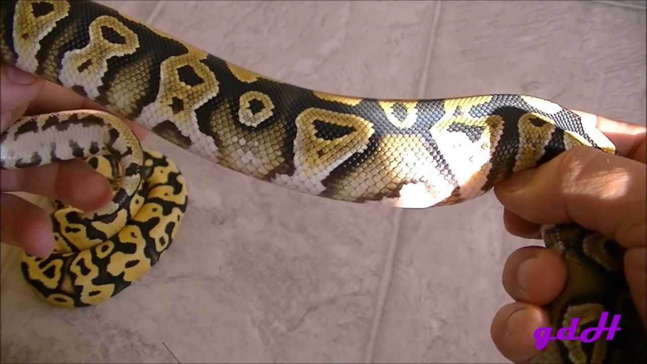 Firefly Ball Python