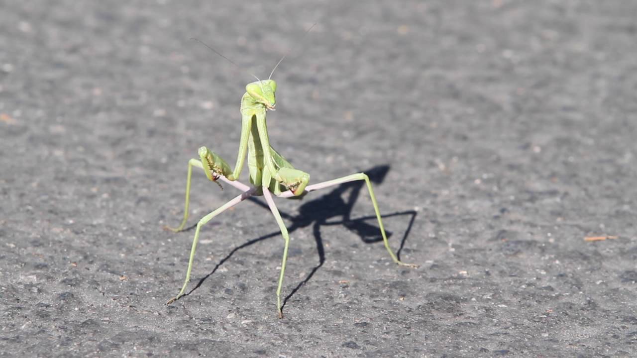 Mantis Karate - YouTube