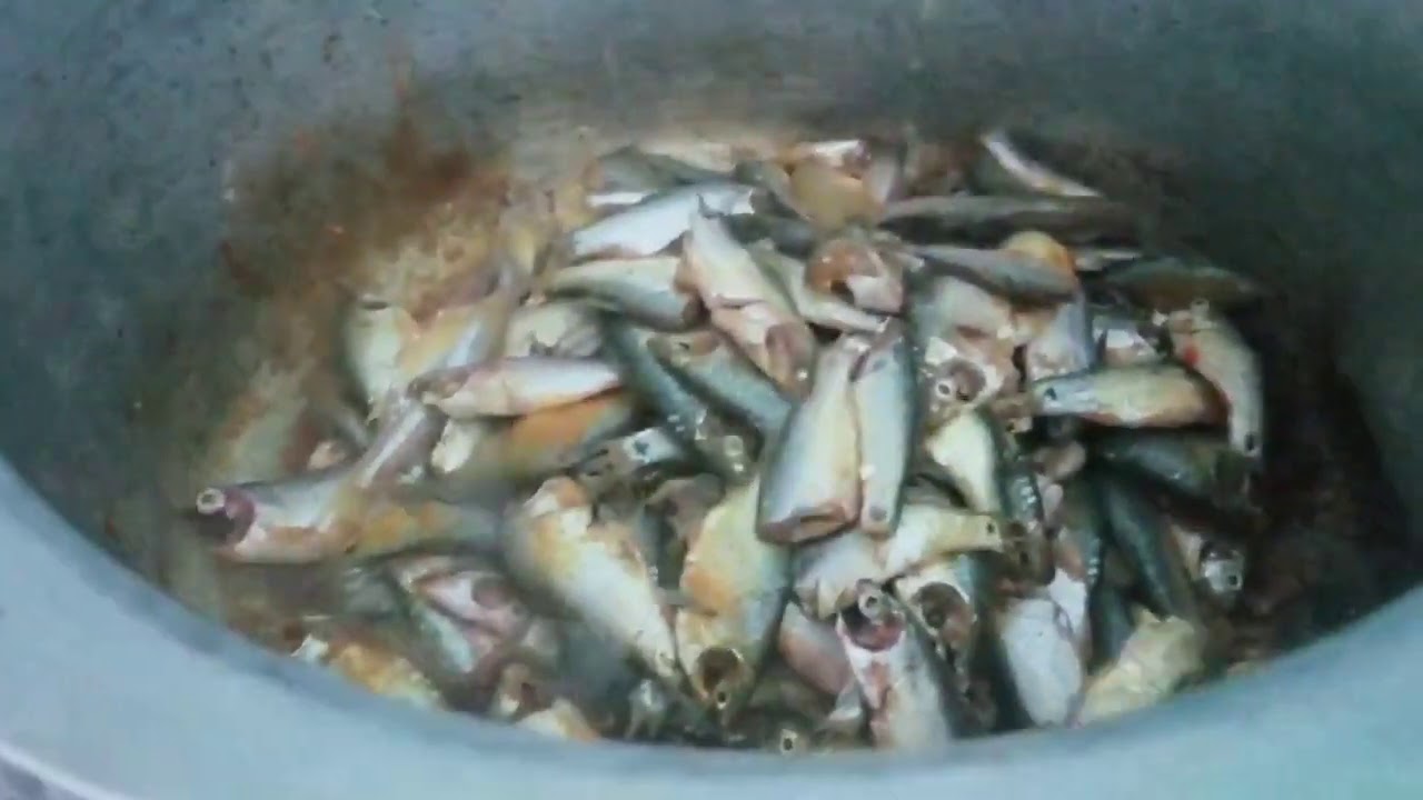 How to make amazing village pitta parigula curry/చిన్న చేపల కర్రీ/small ...