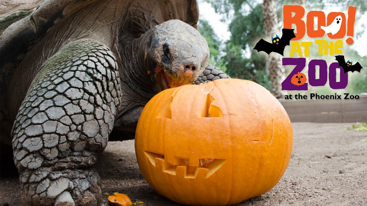 Galapagos Tortoise Enjoys a Pumpkin - Boo! at the Zoo - YouTube