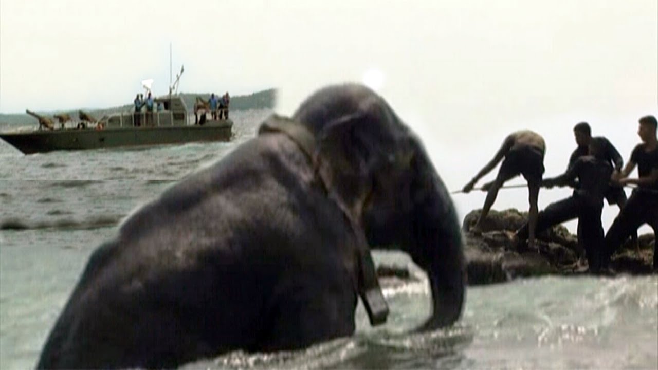 Navy officers rescued elephant that was swept out to sea | Elephant ...