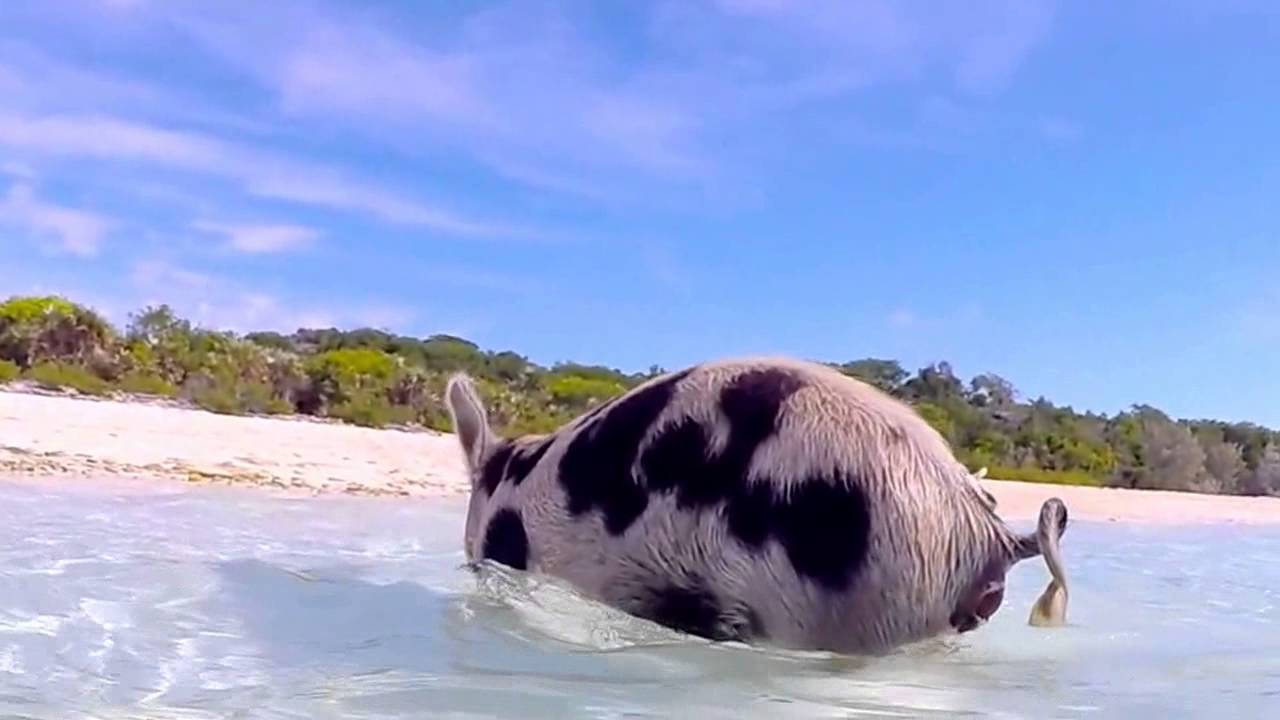 The Exumas - Swimming Pigs Fail - YouTube
