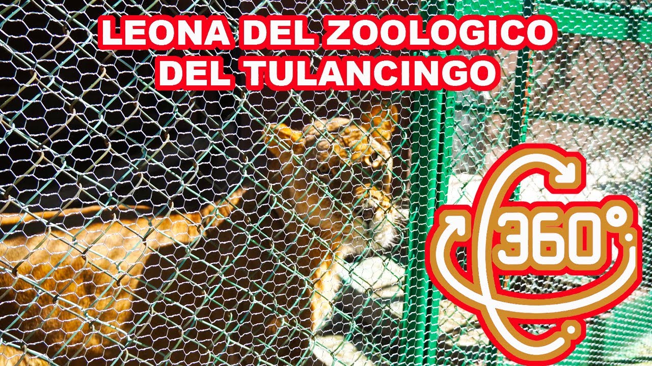 360 grados ZOOLOGICO de Tulancingo | Leona Patos Iguanas Zopilotes ...