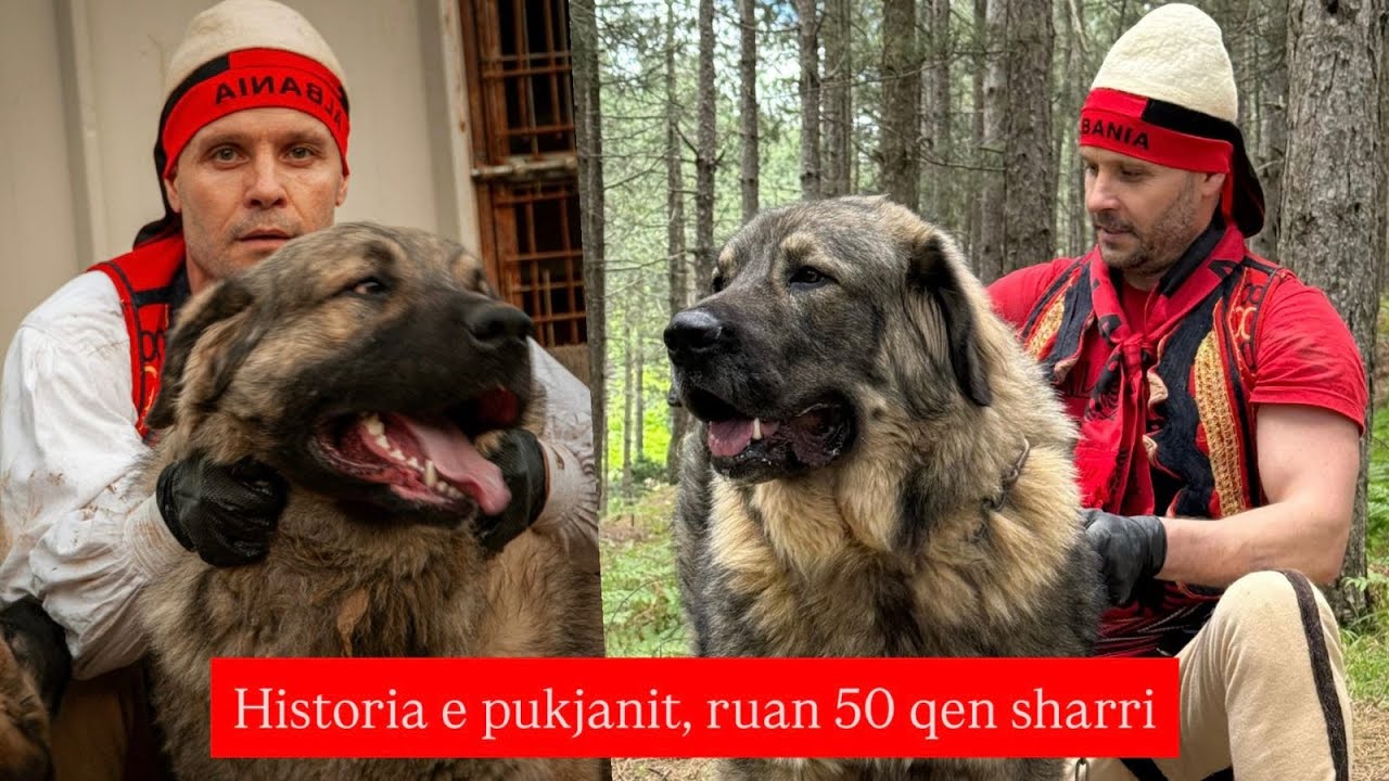 Ruan 50 qen sharri, pukjani tregon pasionin që i ka rrezikuar dhe jetën ...