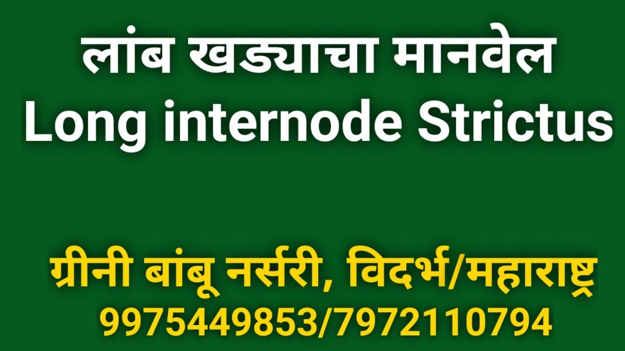 #Dendrocalamus Strictus #Manvel Bamboo #बांबू खेती #बांबू शेती #बांबू ...