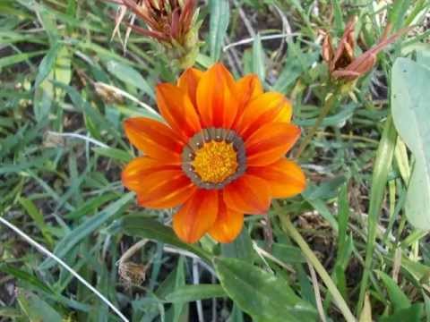 NİL GÜN'nün ÇİÇEKLERİ