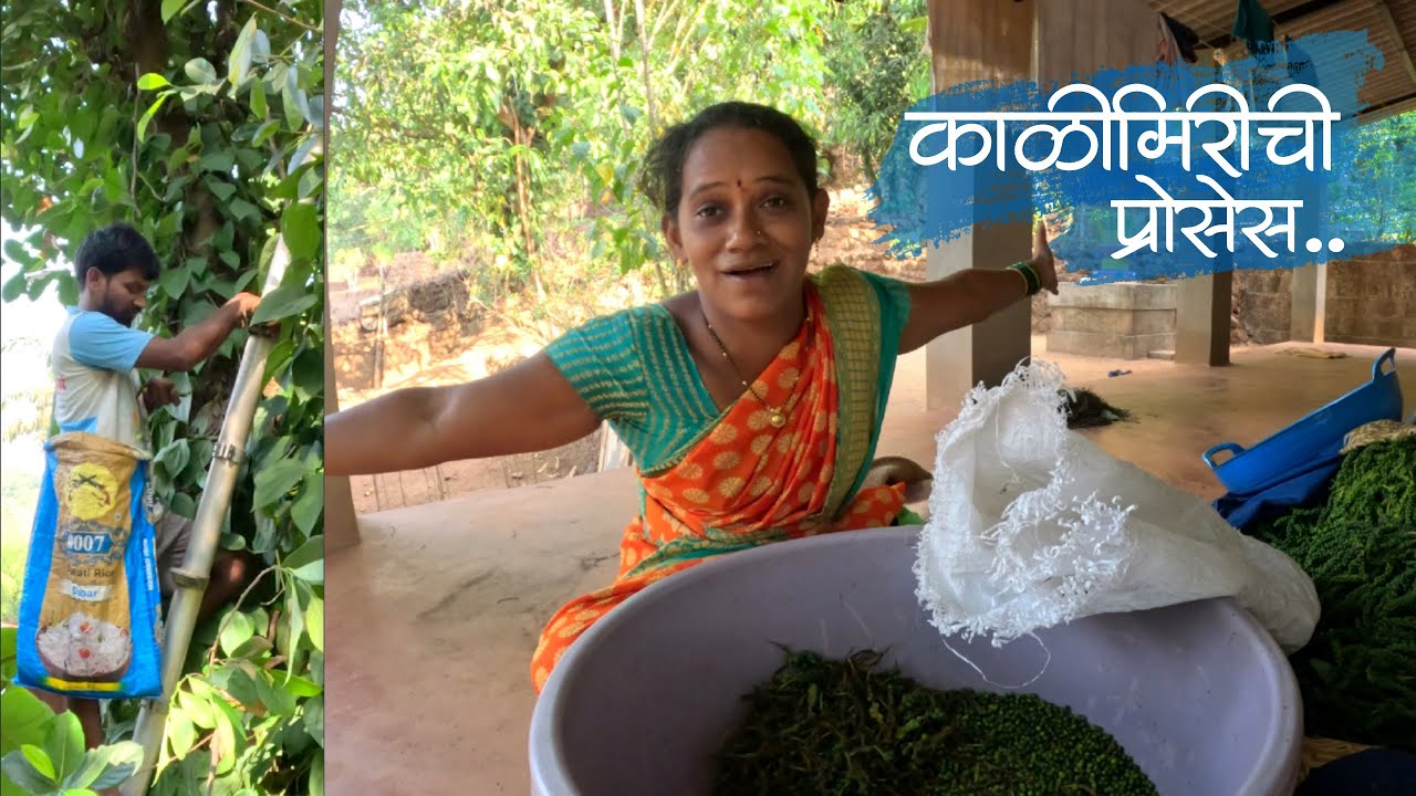 पुनग्या दाखवता हिरव्या काळीमिरी वरची ची प्रोसेस | कोंकणातील काळ सोनं # ...