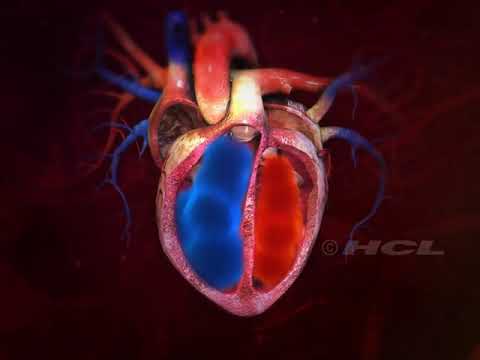 How does a human heart work - YouTube
