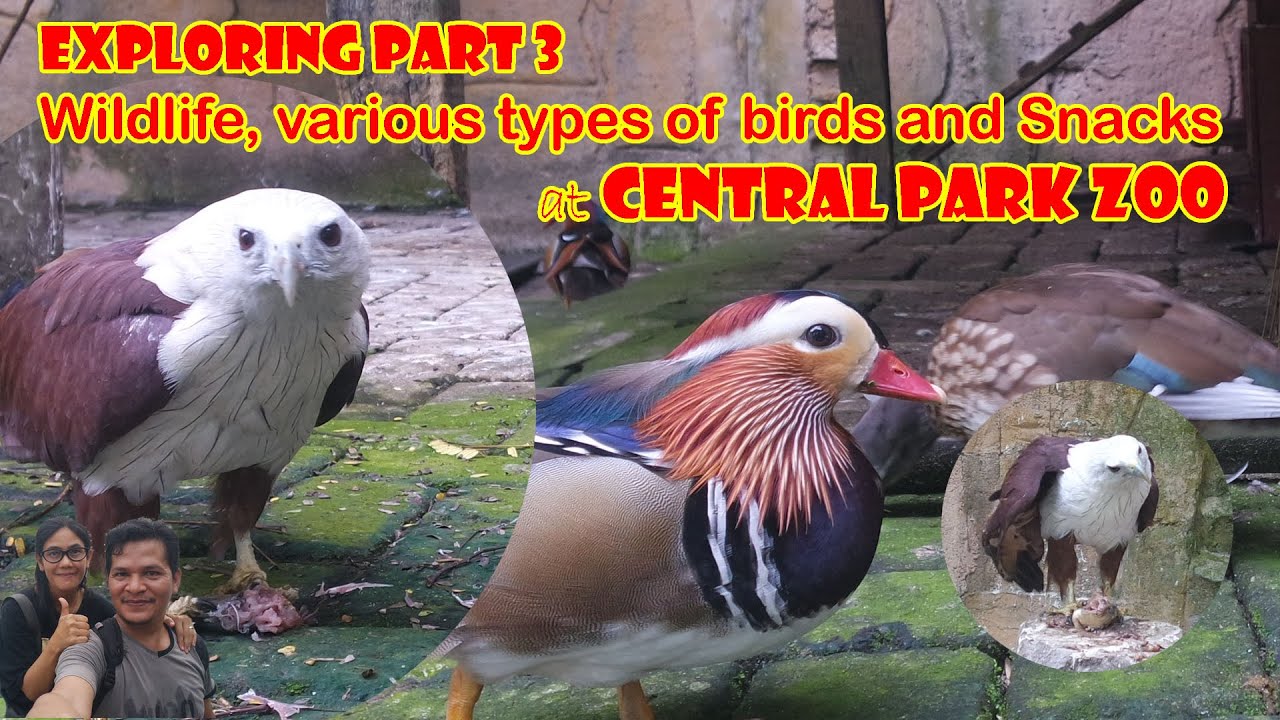 Lihat Berbagai Satwa Liar, Burung Liar & Jajanan Unik Paling Laris di ...