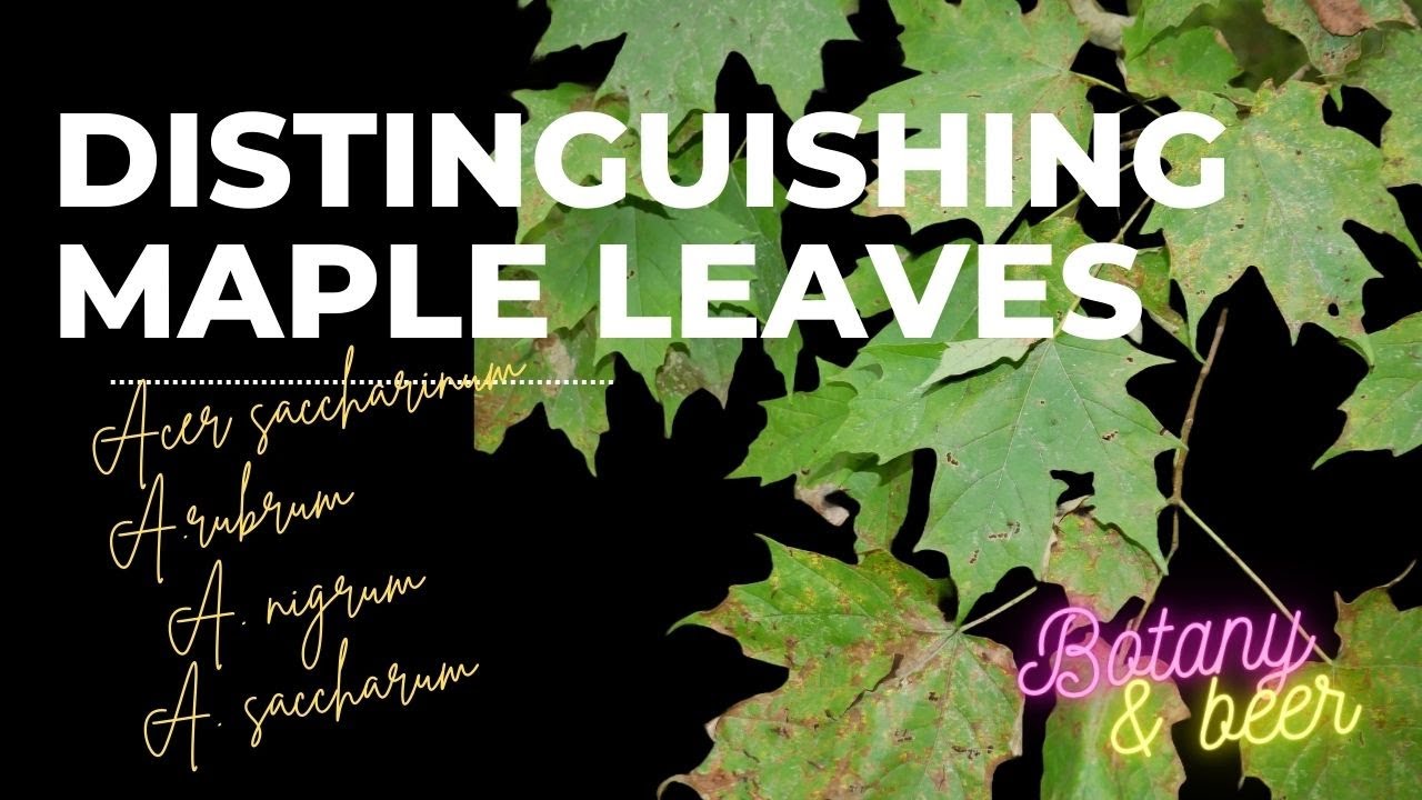 Distinguishing Red, Silver, Black, and Sugar Maples by their leaf - YouTube