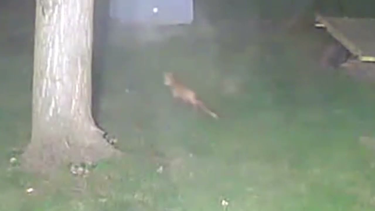 Caught a Fox passing through at 2 AM (Short) - YouTube