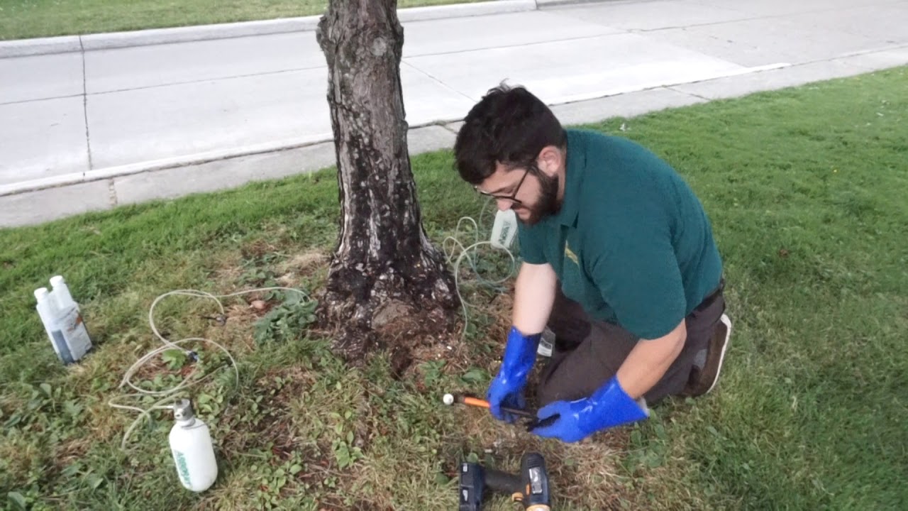 Tree Trunk Injections | Branch Tree Service - YouTube