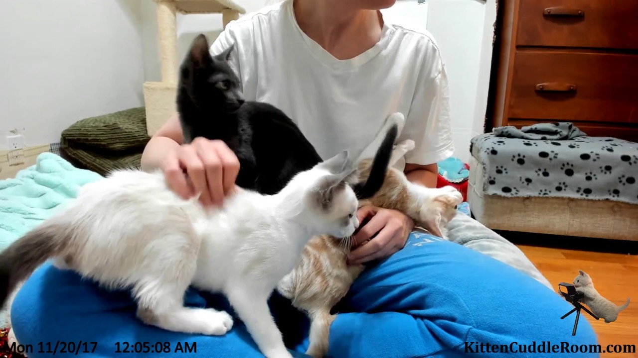 Foster Mom Sarah's visit with the Kitten 11/19/17 / Kitten Cuddle Room ...
