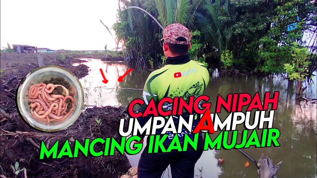 Cacing nipah umpan ampuh mancing ikan mujair - YouTube