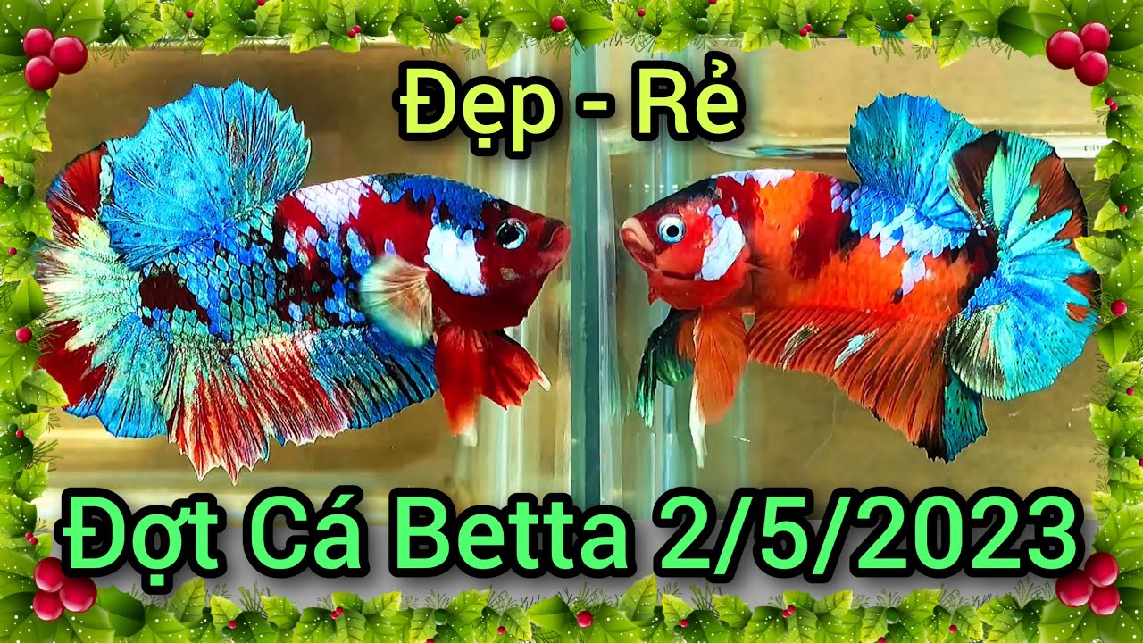 Đợt Cá Betta 2/5/2023 || Nemo Multi || Nemo Galaxy Gold || Red Galaxy ...