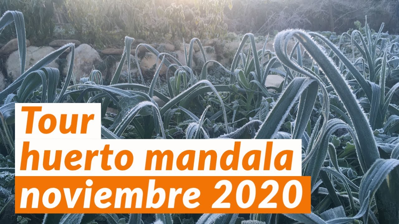 👀 Tour por el HUERTO MANDALA | PERMACULTURA a finales de otoño ...