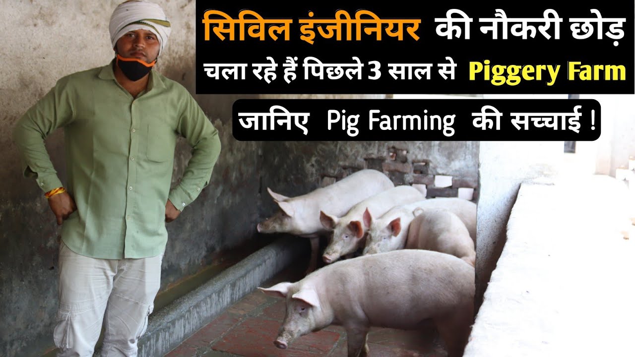 सूअर पालन का पूरा सच | How To Do Piggery Farming | Piggery Business ...