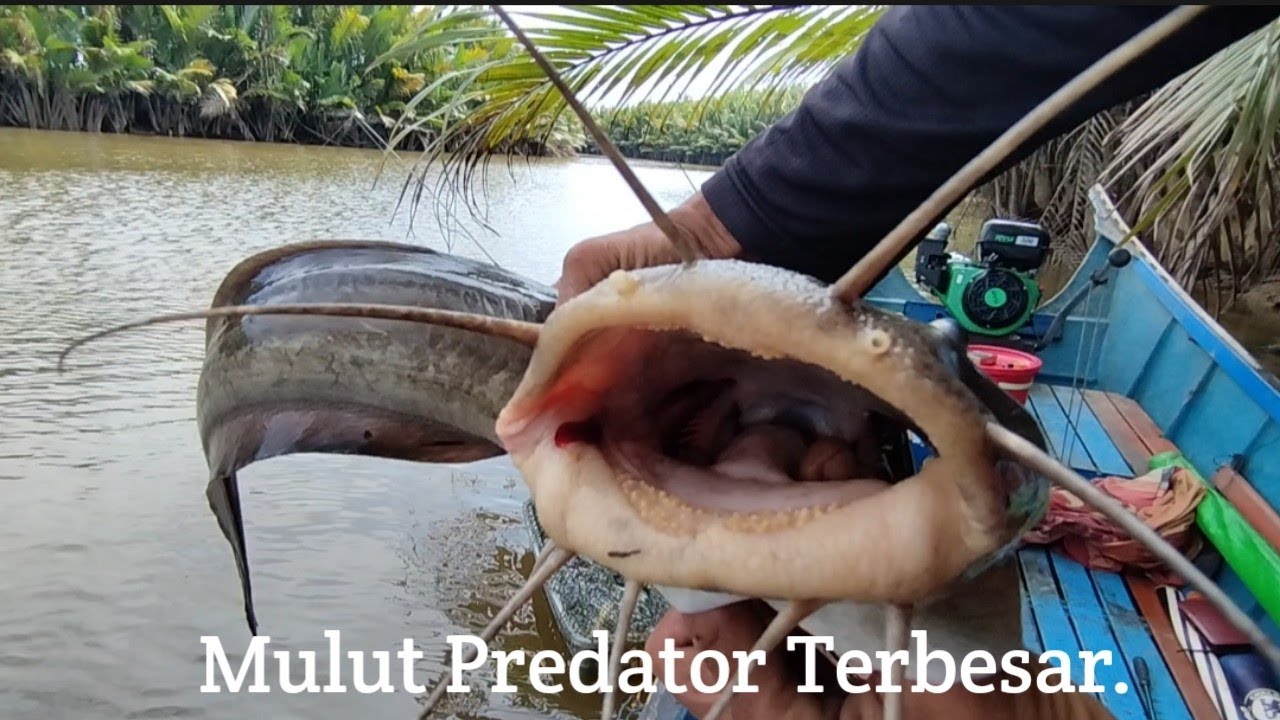 Ganasnya Predator Monster Ikan Sembilang Terbesar yang saya dapat # ...