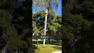 Pickwick Gardens