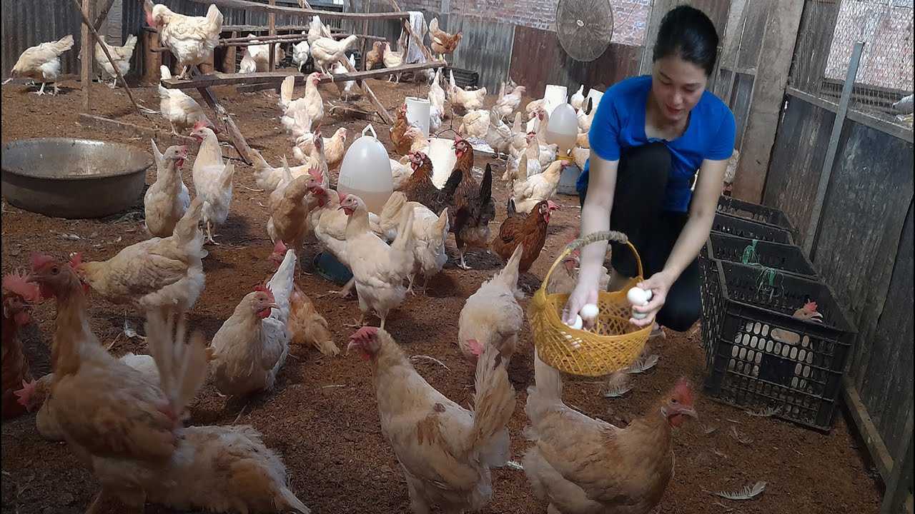 Harvest Life Harvesting Chicken Eggs, Morning Glory Go to the Market to ...
