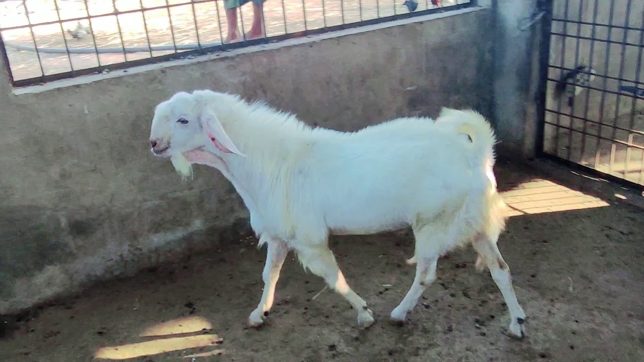 #patira #pinkskin #gujarat goat Buy Patira | Quarbani Goat 2020 | Andul ...