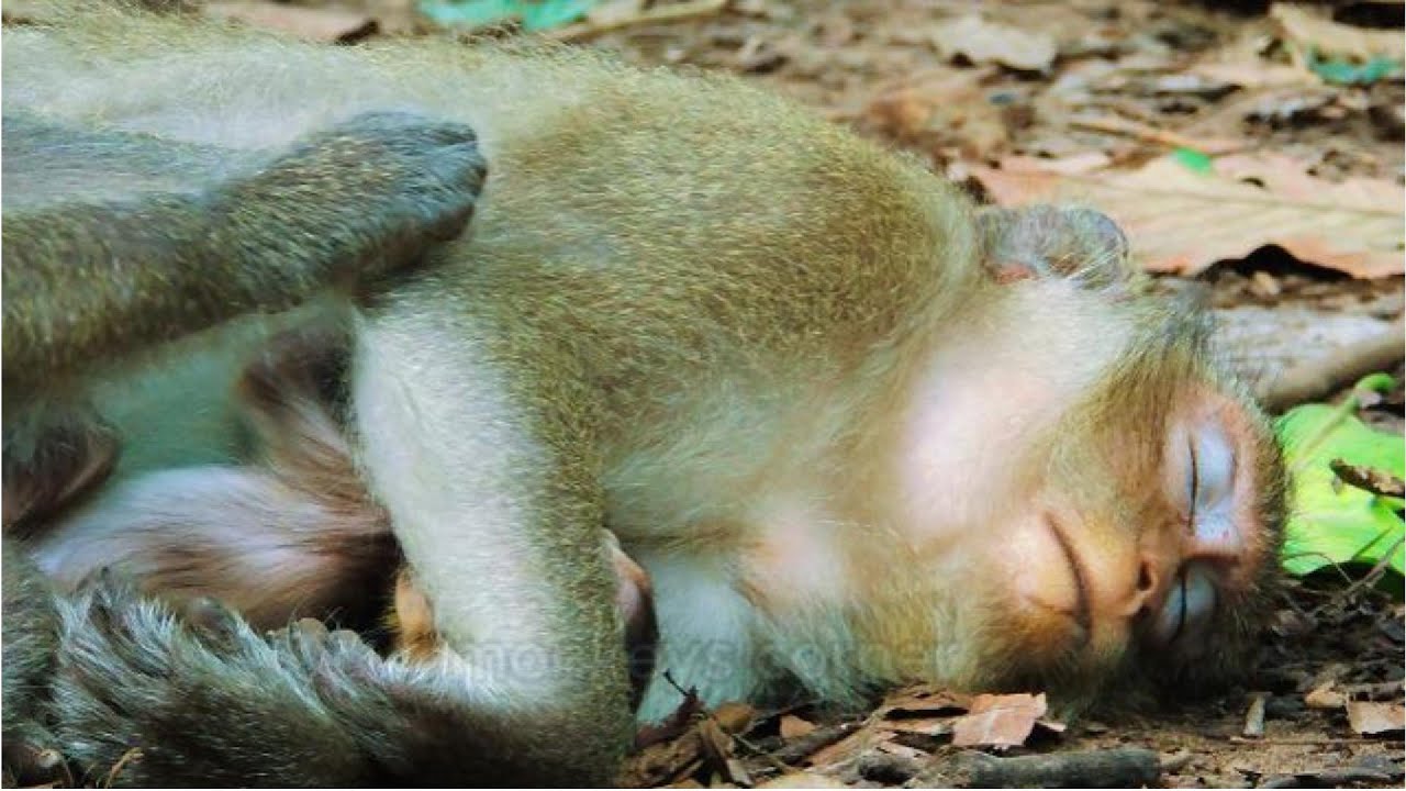 A tired mommy Nanna and Natty sleep well on the ground. @monkeyscorner ...