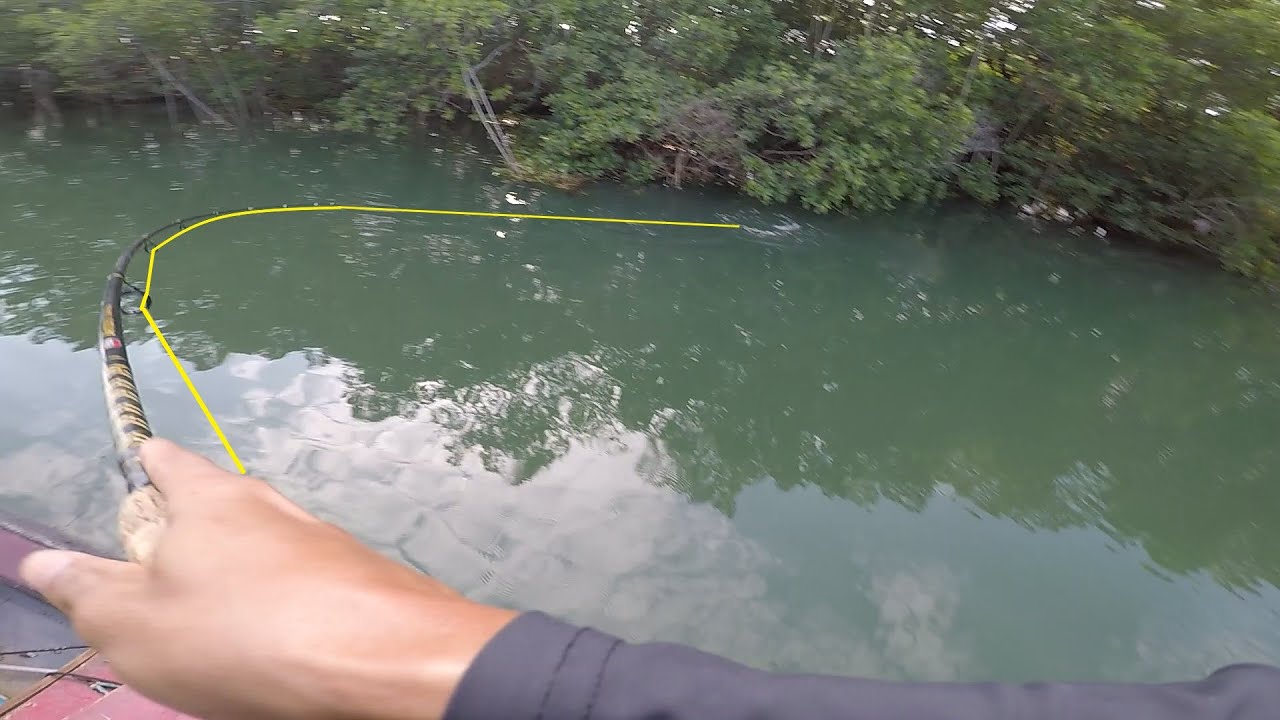 CASTING Under Mangroves For BIG FAT SNOOK | Fishing in Jamaica - YouTube