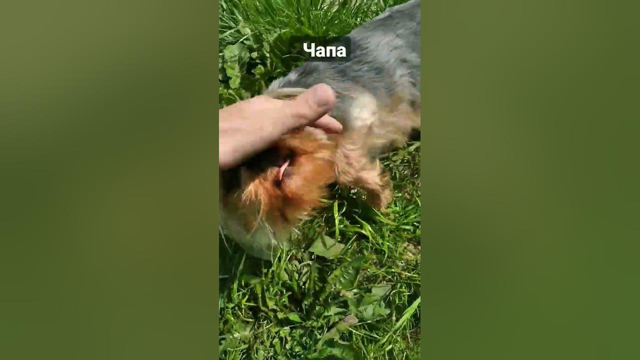 милий песик#песик # дикоративний песик# - YouTube
