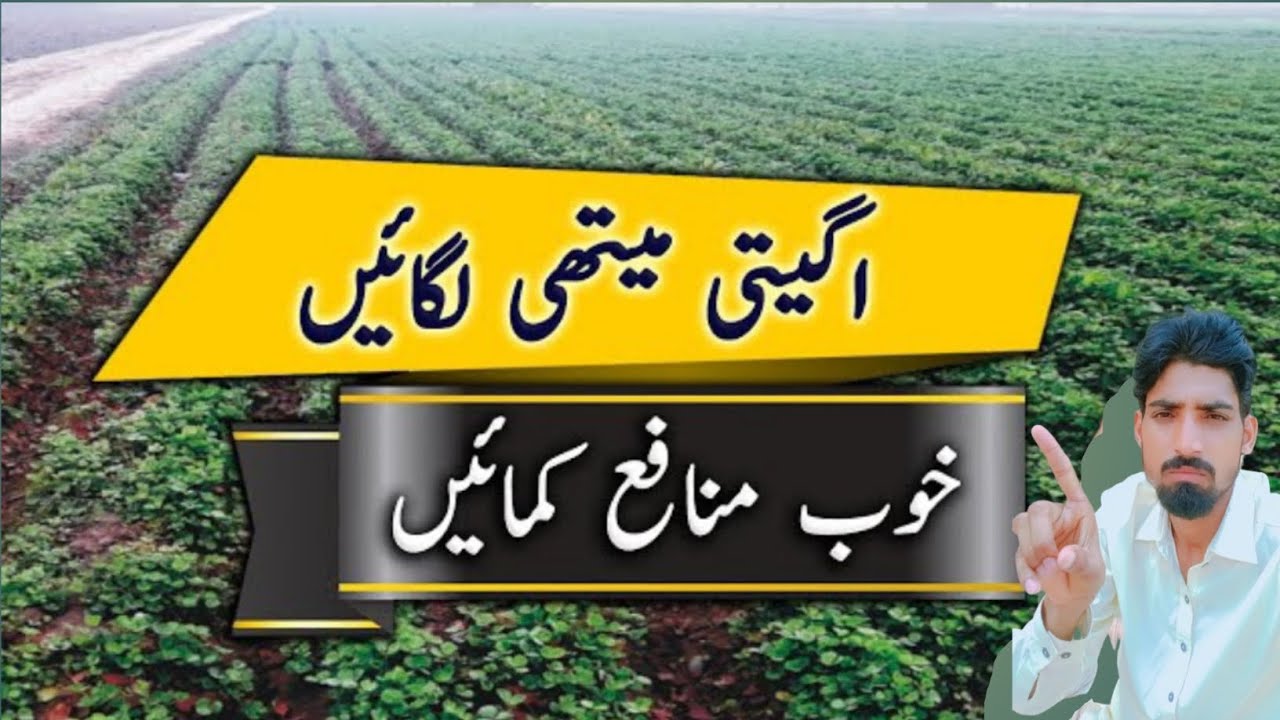 Methi ki fasal ki bhejwat//Methi ki kasht se munafa be shumaar - YouTube