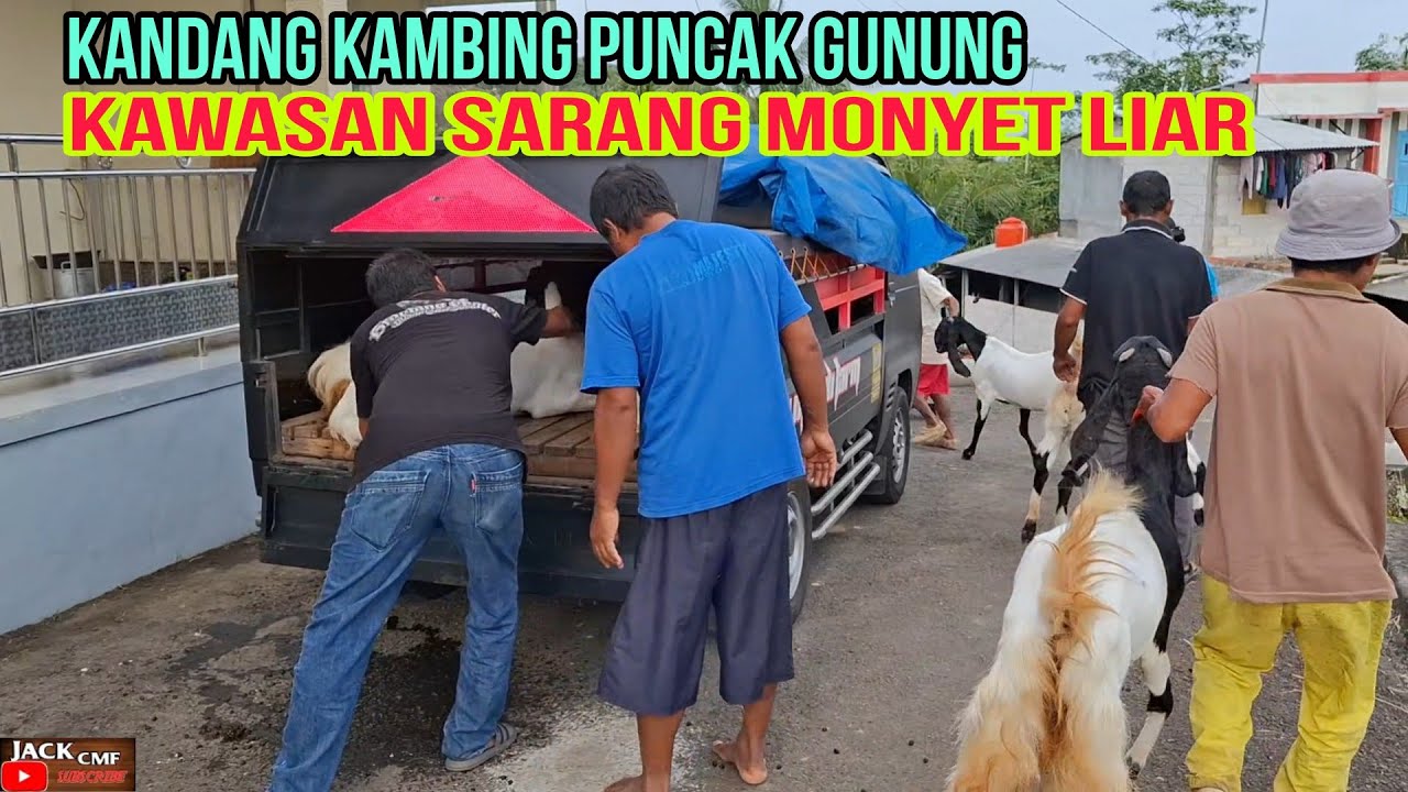 NGERI....! KANDANG KAMBING DI KAWASAN SARANG MONYET PUTIH. @keraputihfarm - YouTube