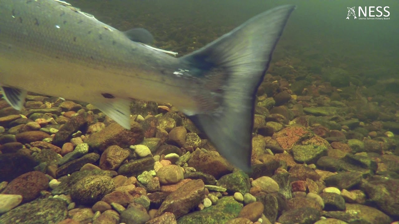 Best of Spring Salmon 290519 - YouTube