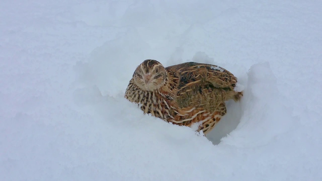 Quail Playing in snow! - YouTube
