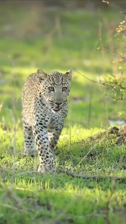 АБСОЛЮТНАЯ КРАСОТА МИРА ABSOLUTE BEAUTY OF THE WORLD - YouTube
