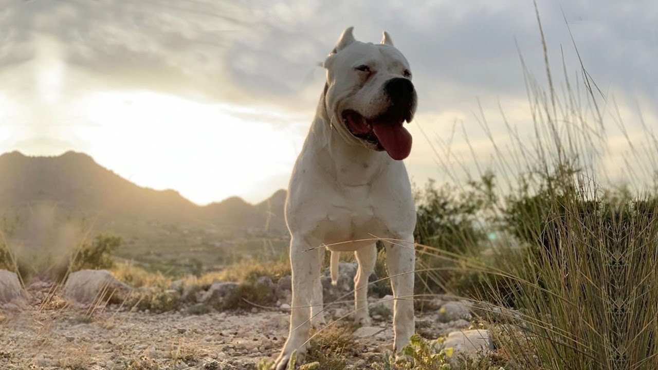 The Power of Dogo Argentino | How Strong Is a Dogo Argentino's Bite ...