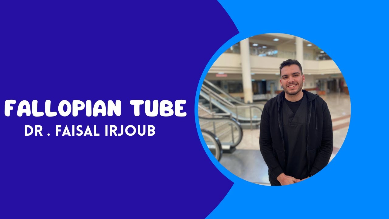 Uterine Tube (Fallopian Tube) | General Structure | Functions | Ampulla ...