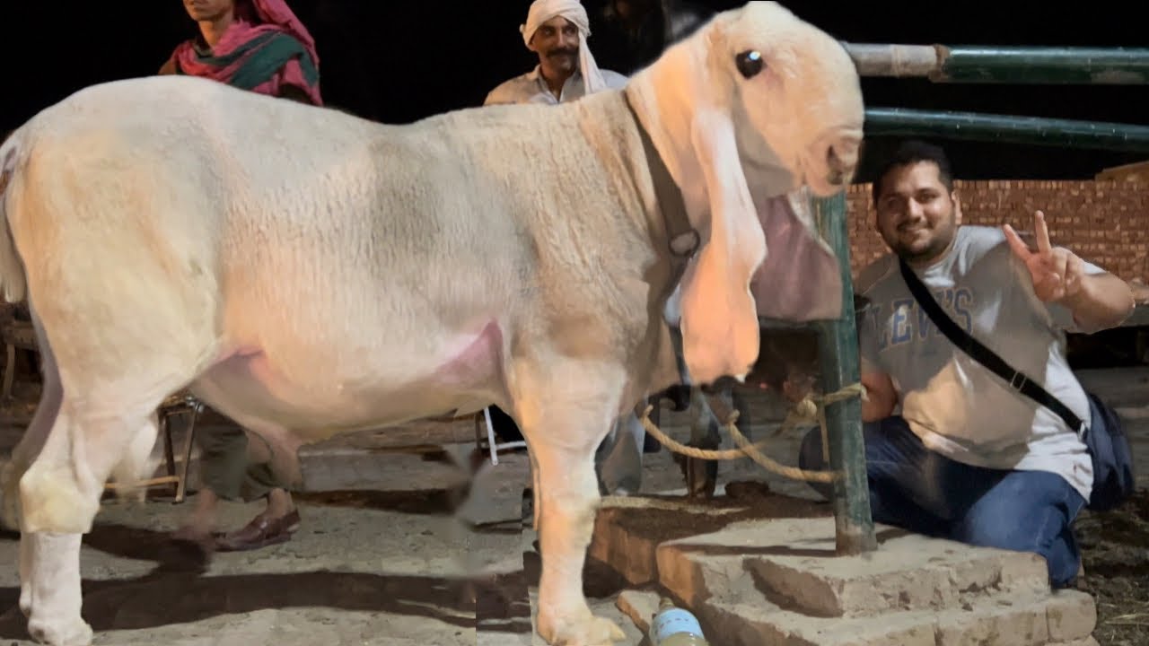 Bakra Ki Taiyari The World Biggest Kajla Chatra Bakra Eid 2022 🥳 - YouTube