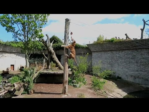 Amur Tiger Climbing Pole for Food at Copenhagen Zoo - 03/05/23 - YouTube