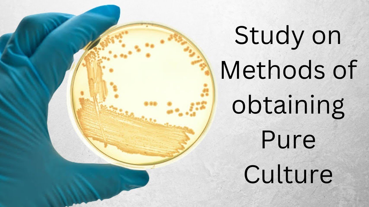 Obtaining Pure Culture ।। - YouTube