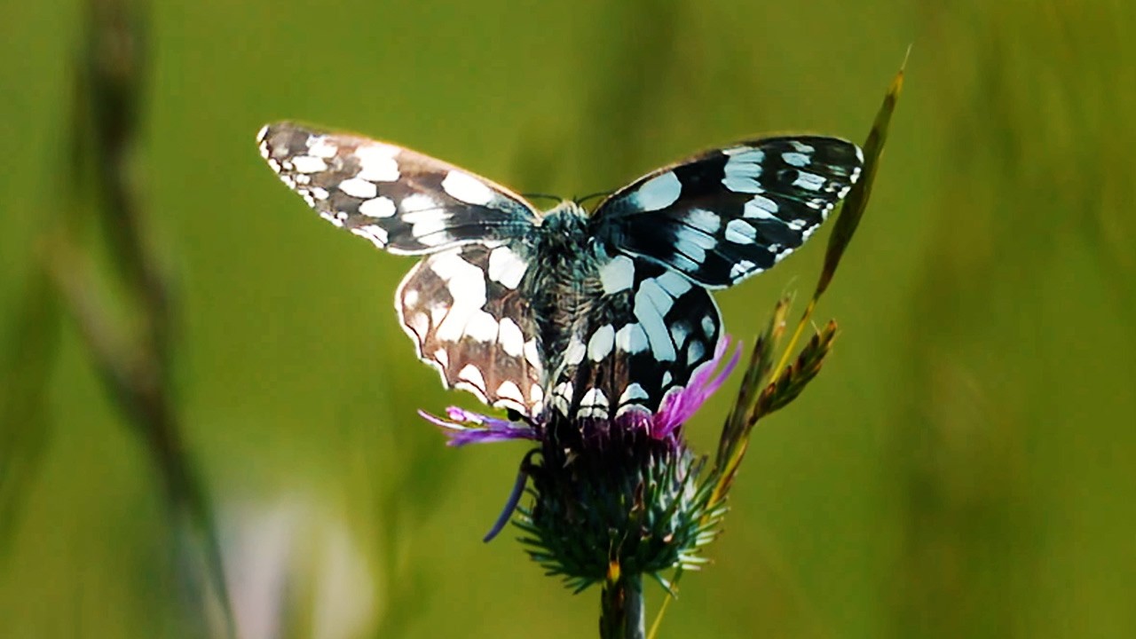 The Magic of Butterflies - YouTube