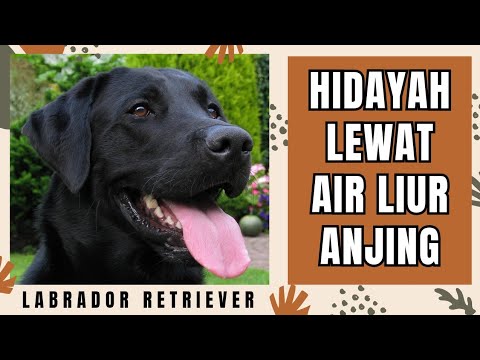 Hidayah Lewat Air Liur Anjing - dr. Robert Sam - YouTube